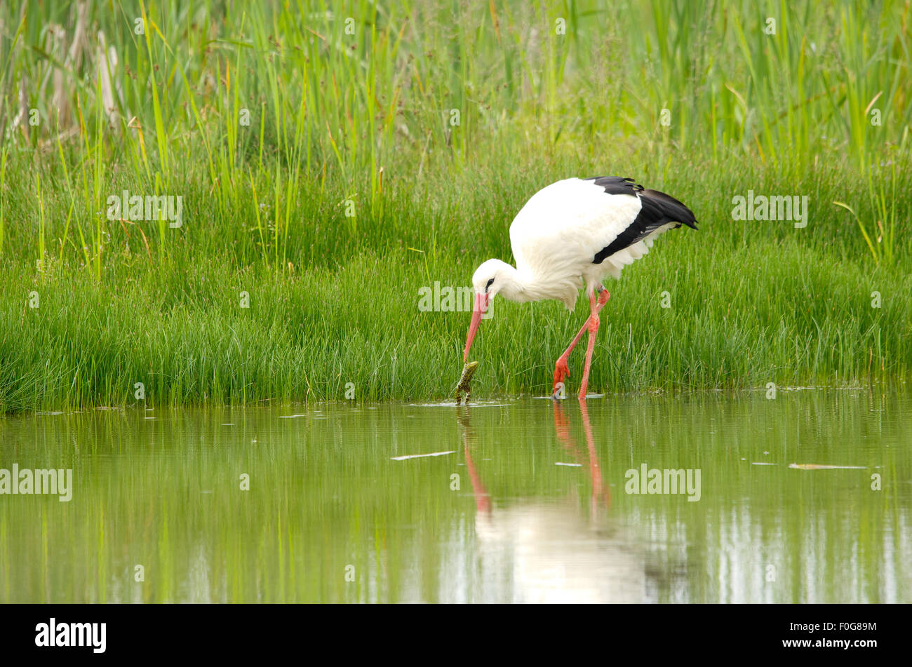 Stork eat frog hi-res stock photography and images - Alamy