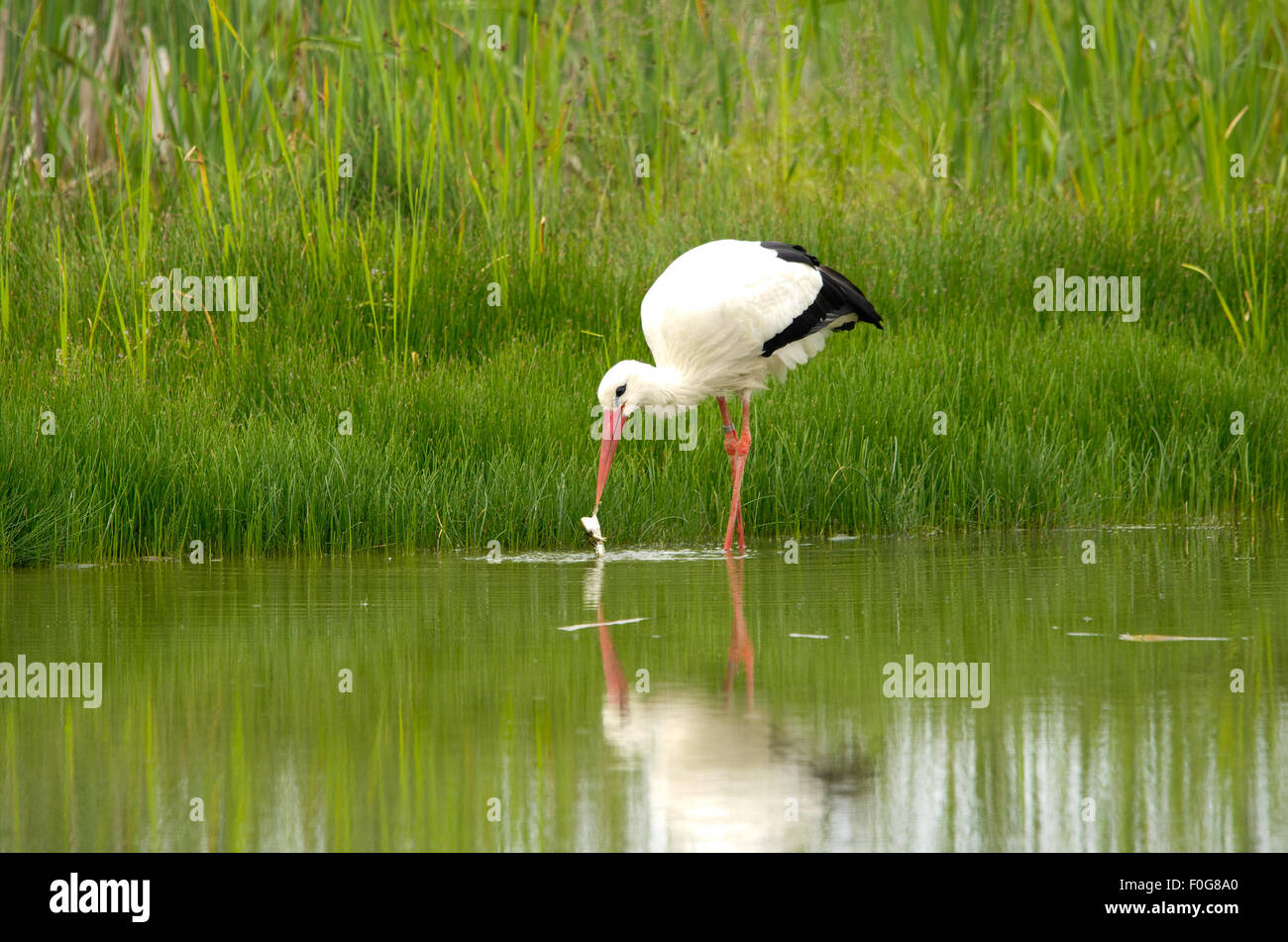 stork fishing and eat a frog Stock Photo - Alamy