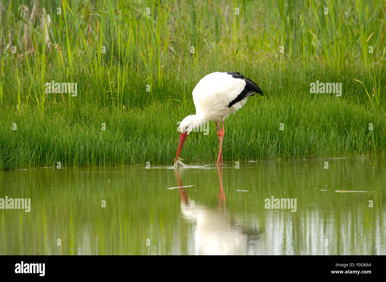 stork fishing and eat a frog Stock Photo - Alamy