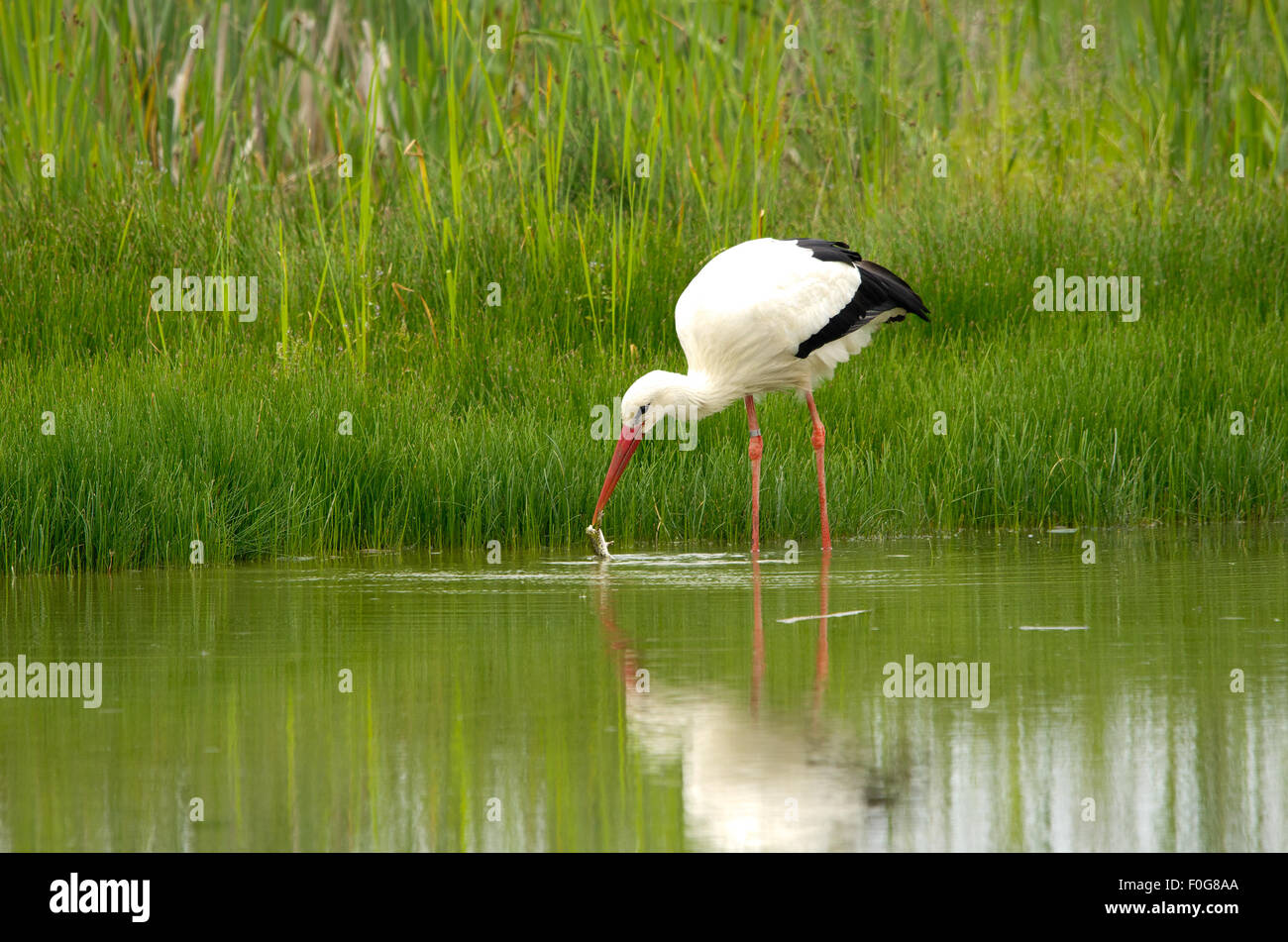 Frog eats storks hi-res stock photography and images - Alamy