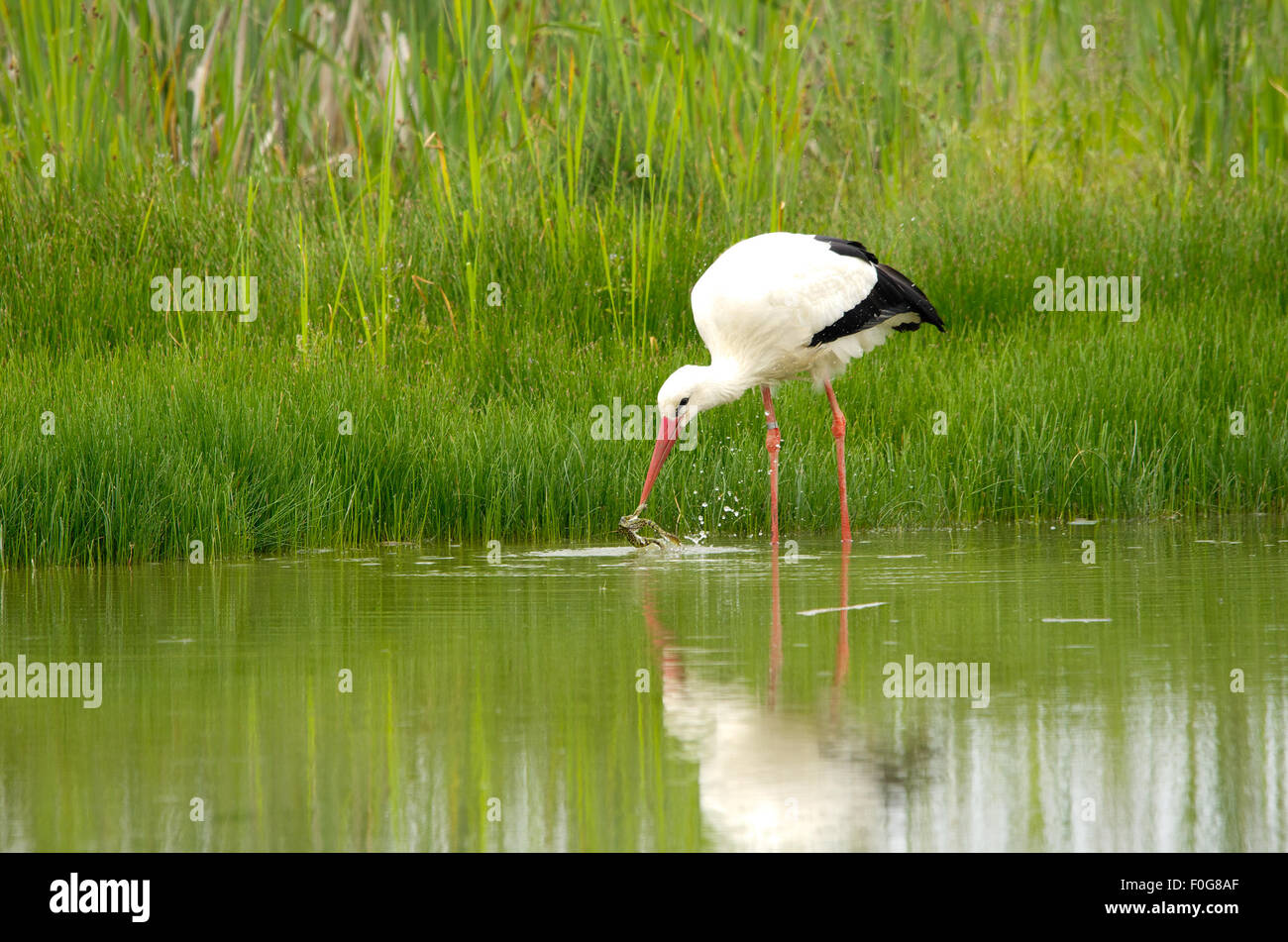 stork fishing and eat a frog Stock Photo - Alamy