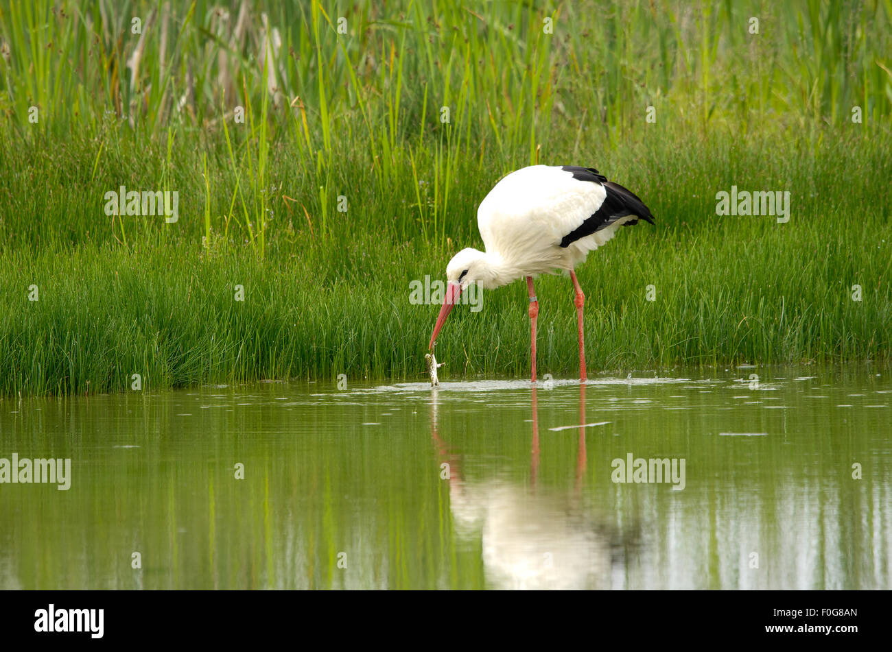 stork fishing and eat a frog Stock Photo - Alamy