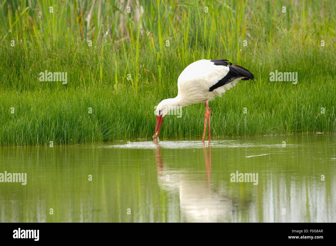 Stork eat frog hi-res stock photography and images - Alamy