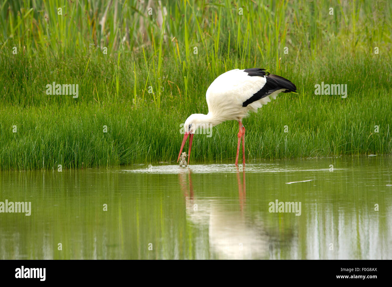 stork fishing and eat a frog Stock Photo - Alamy