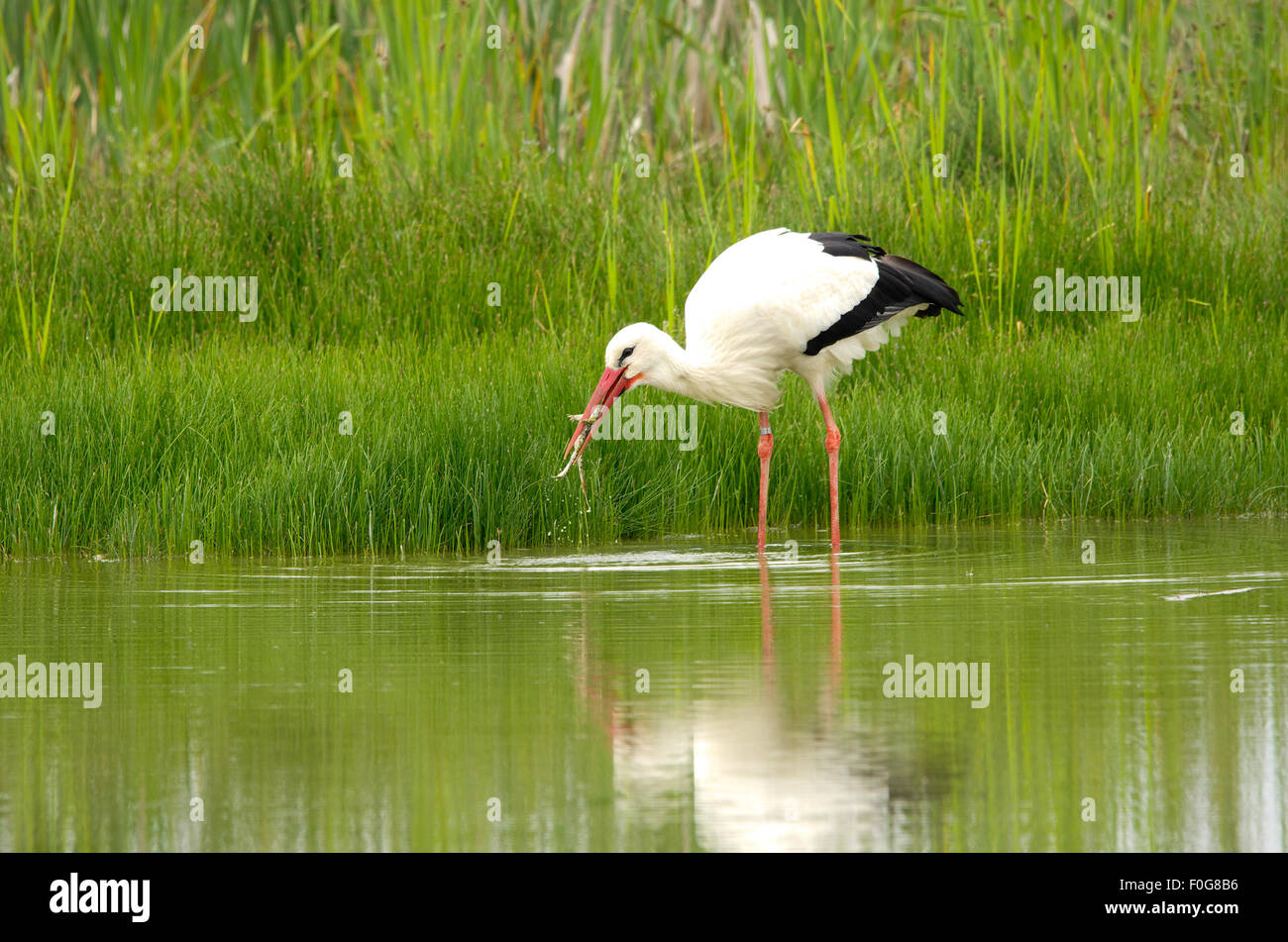 Stork eat frog hi-res stock photography and images - Alamy