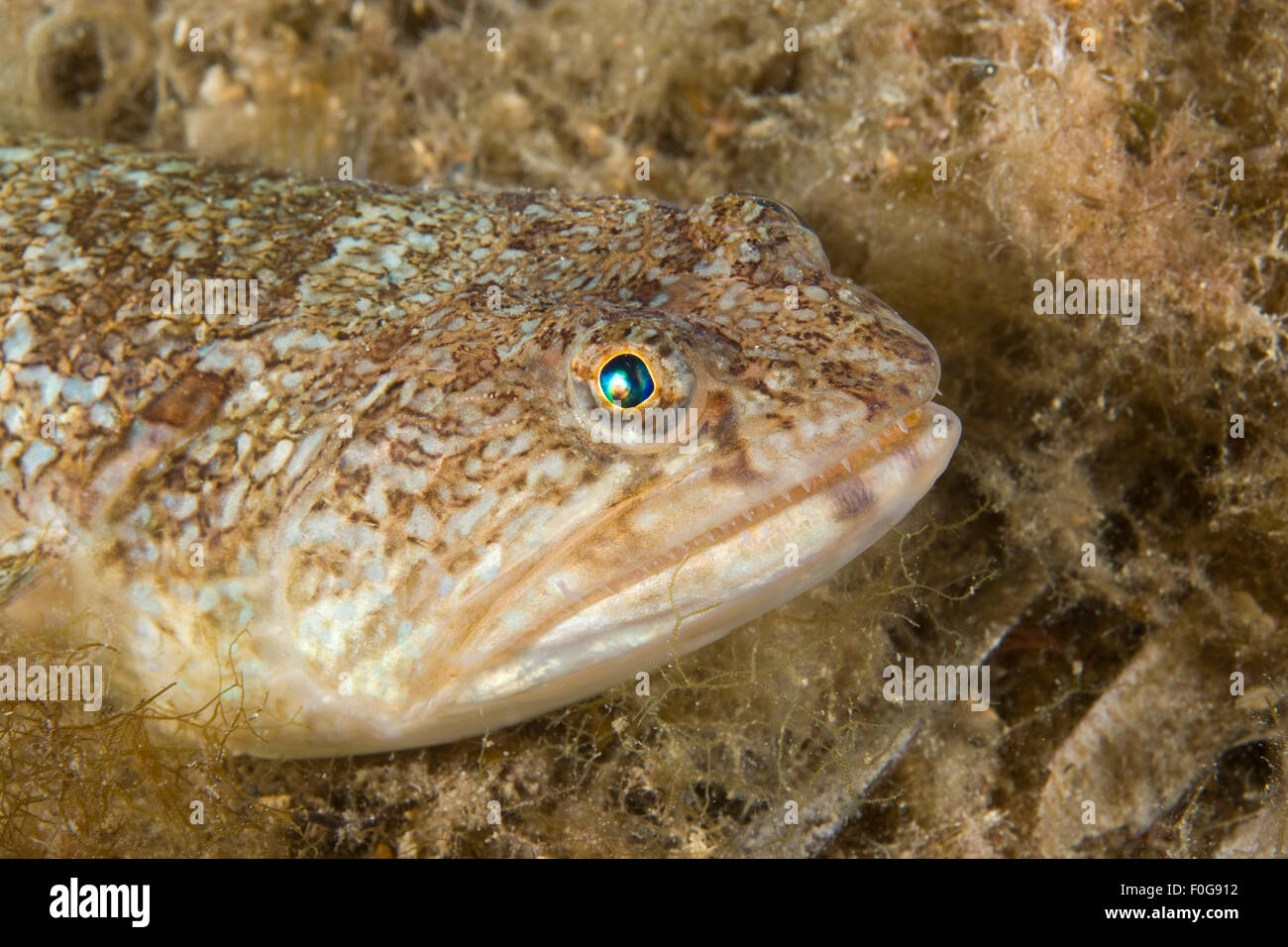 Greater weeverfish (Trachinus draco) portrait, Larvotto Marine Reserve ...