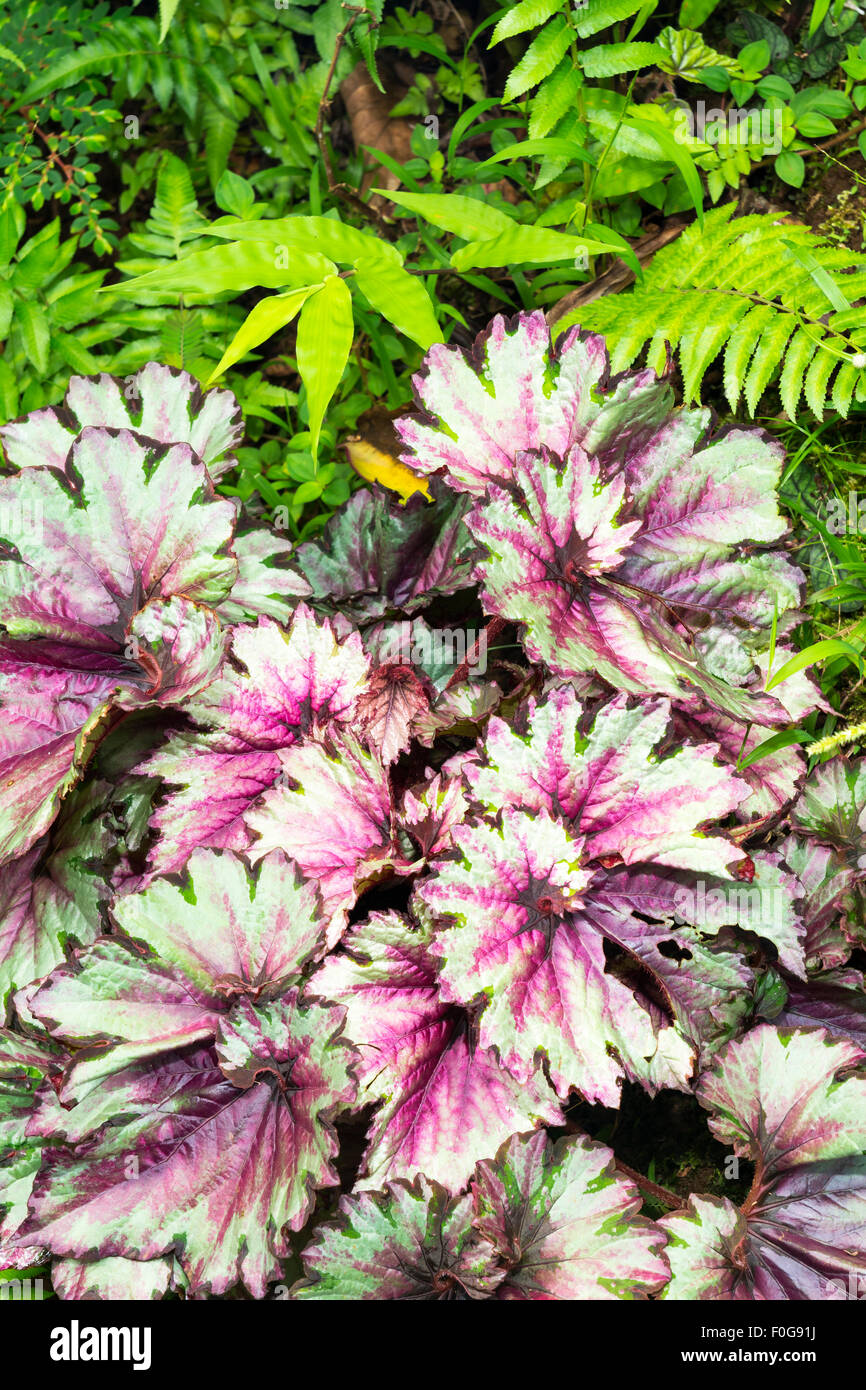 vibrant green spice plant with purple and green leaves highlighted by ...