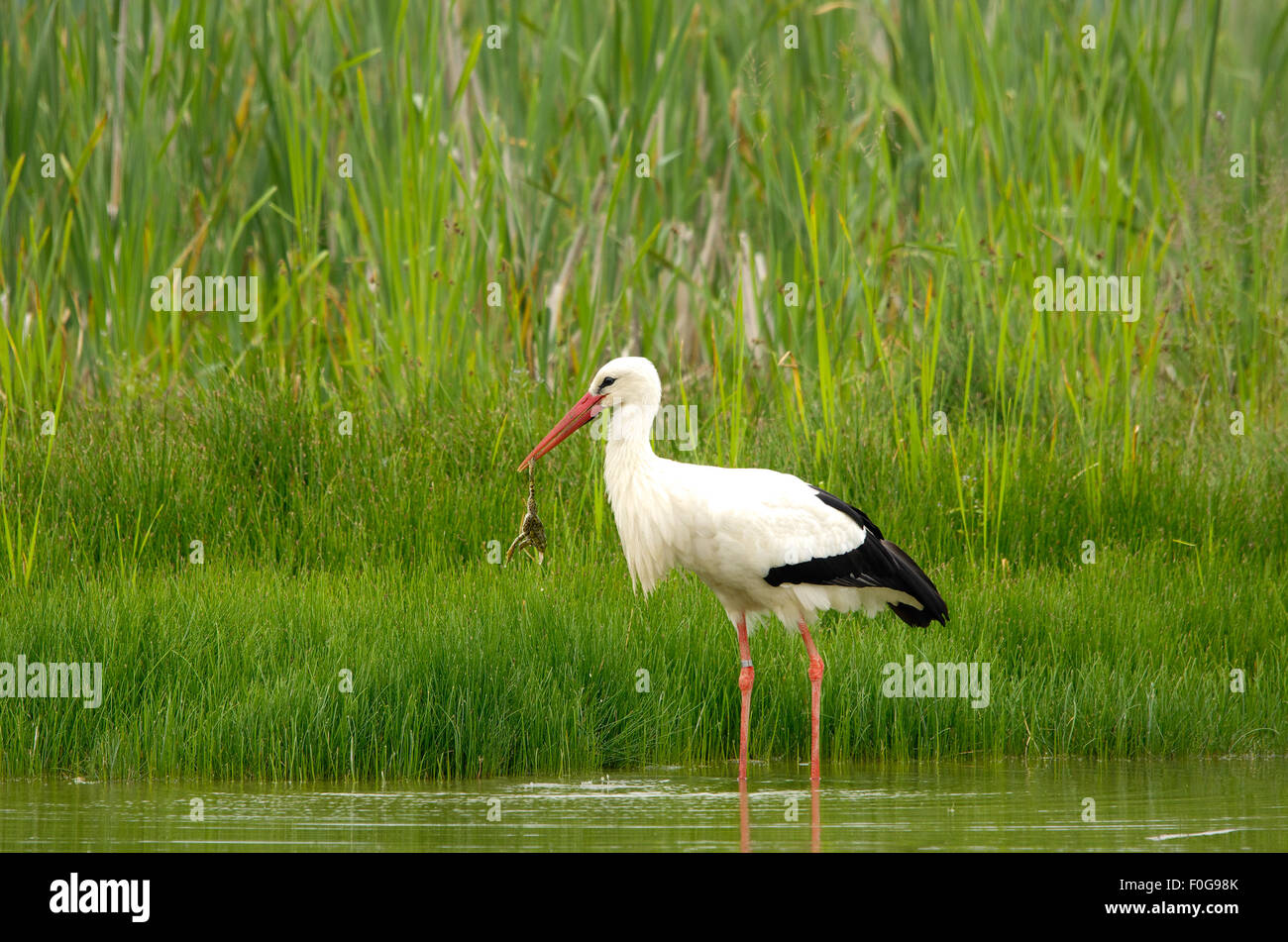 stork eat frog, oasi, white black stork, mammals, stork flying, white ...