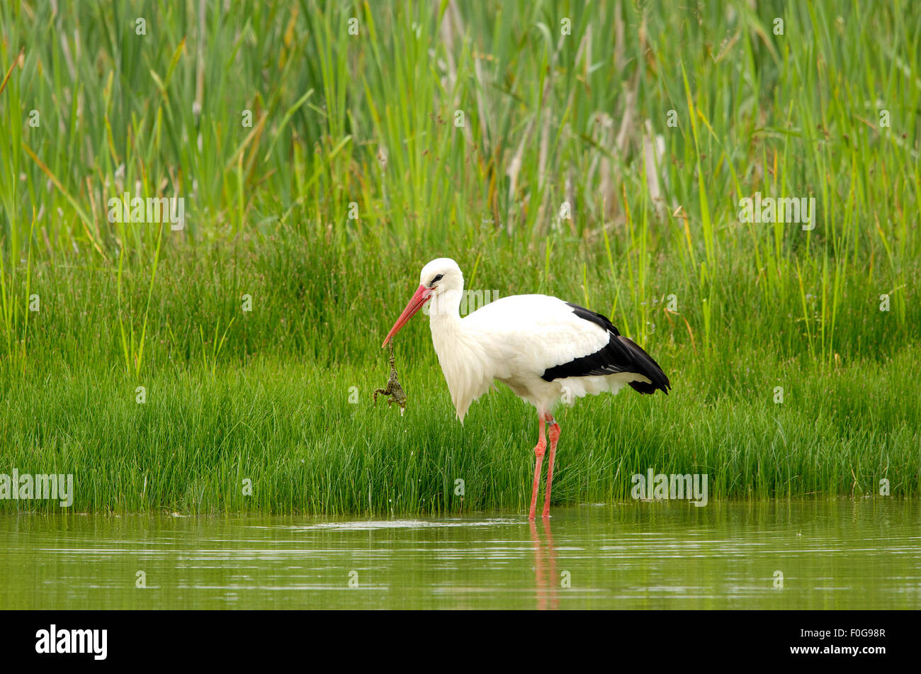 Frog eats storks hi-res stock photography and images - Alamy