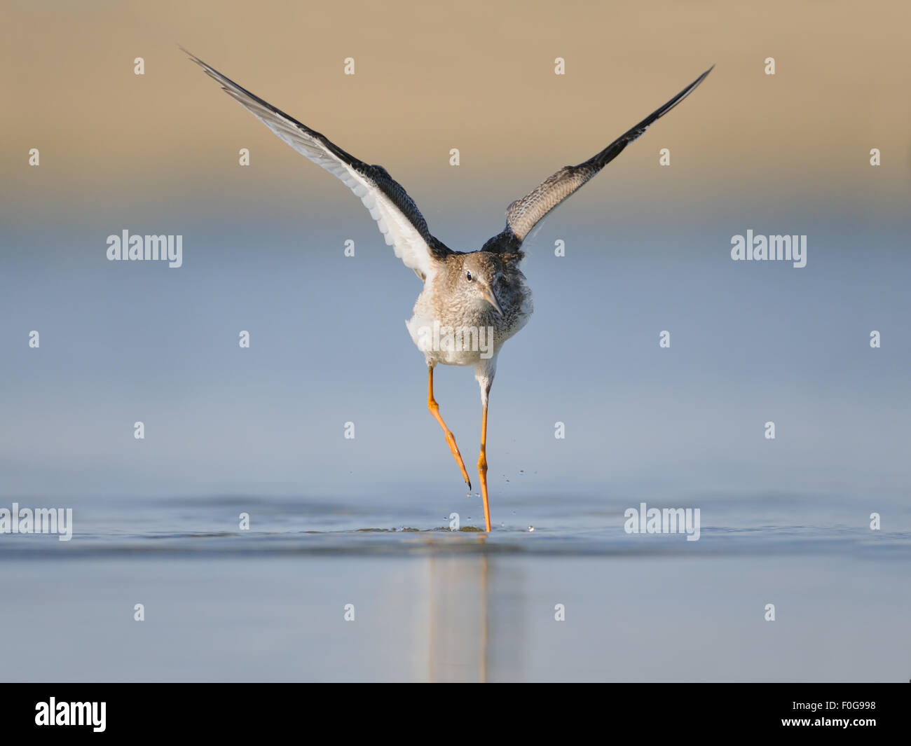 Redshank bird birds wader hi-res stock photography and images - Alamy