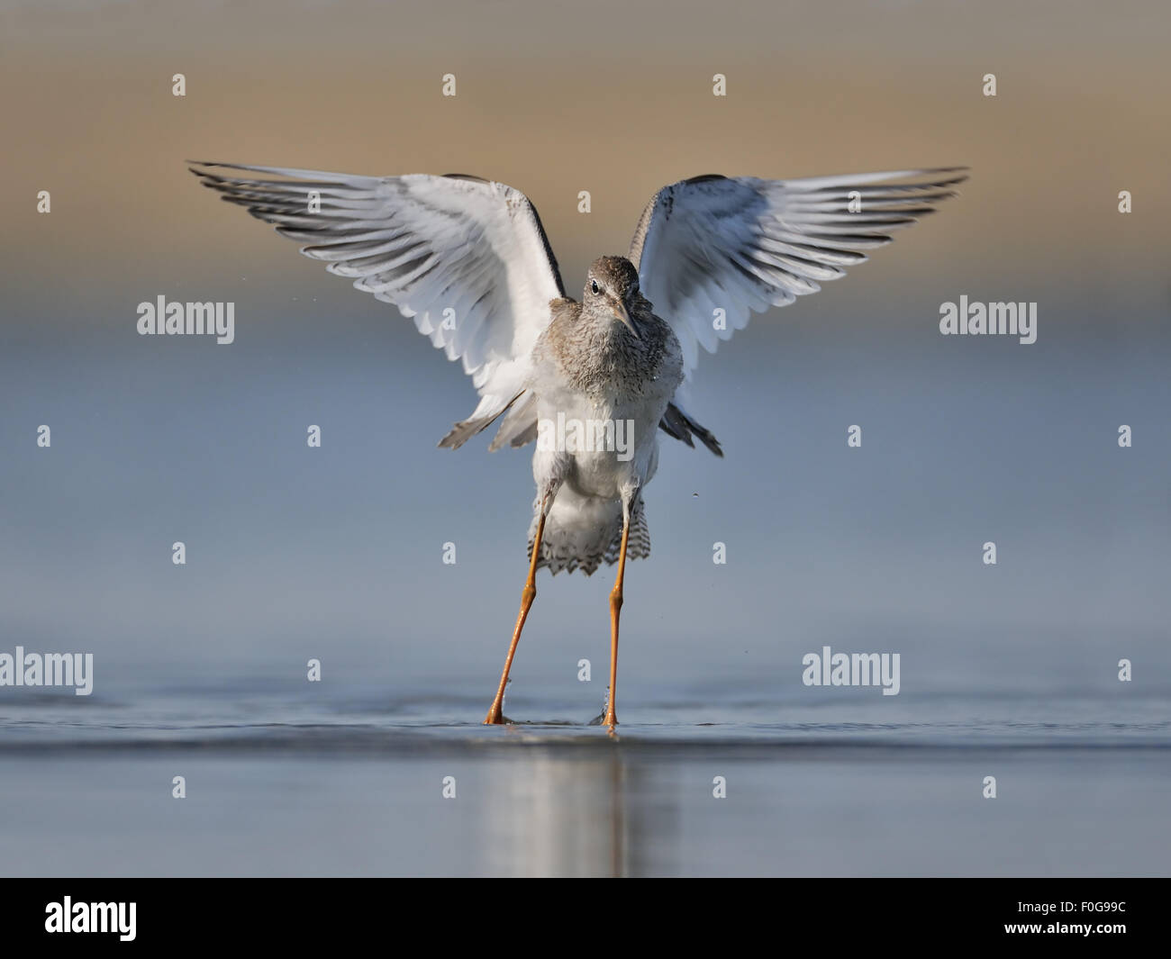 Flying bird flapping wings hi-res stock photography and images - Alamy