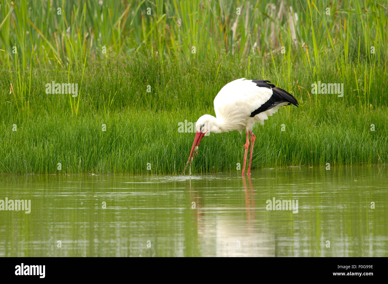 stork fishing and eat a frog Stock Photo - Alamy