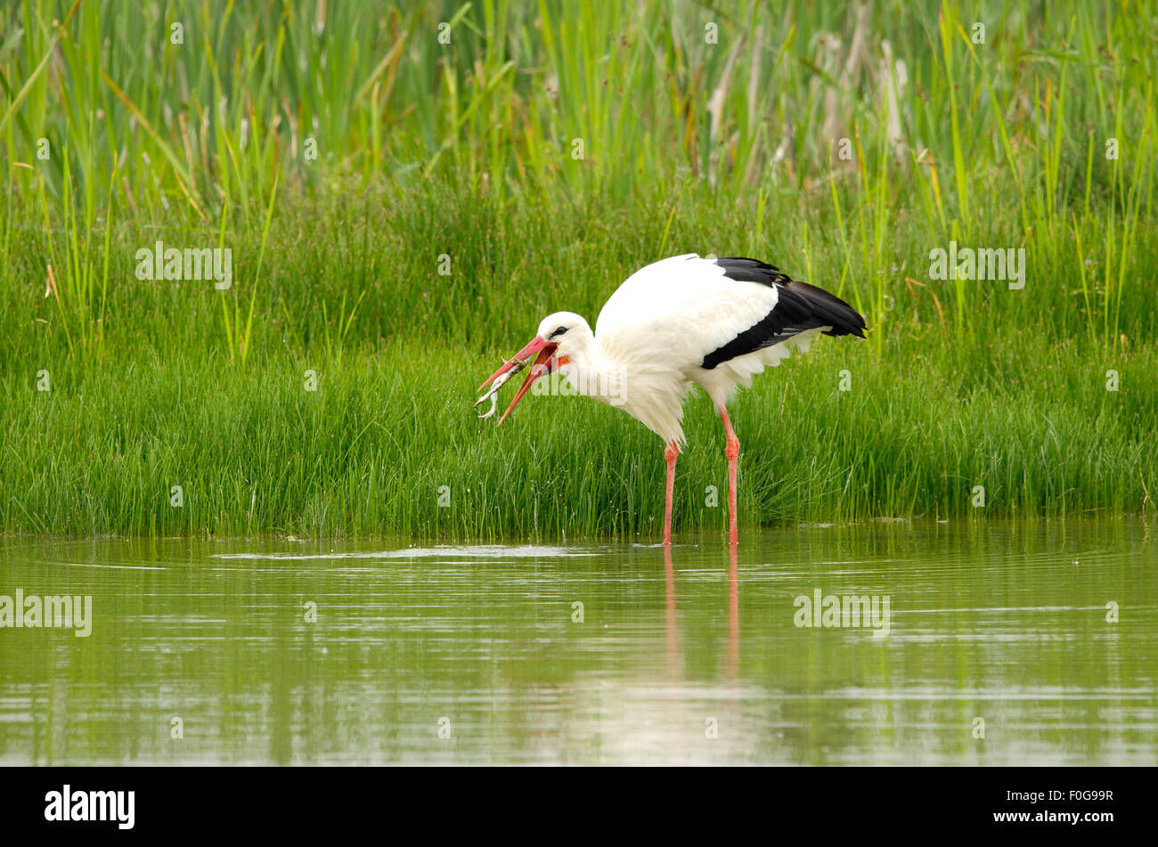 Frog eats storks hi-res stock photography and images - Alamy