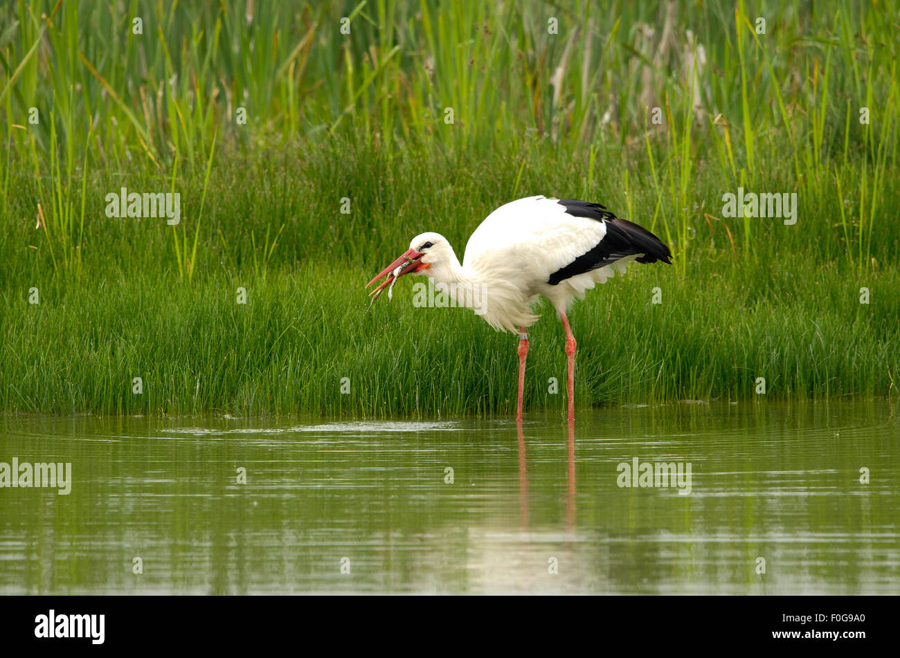 Stork eat frog hi-res stock photography and images - Alamy