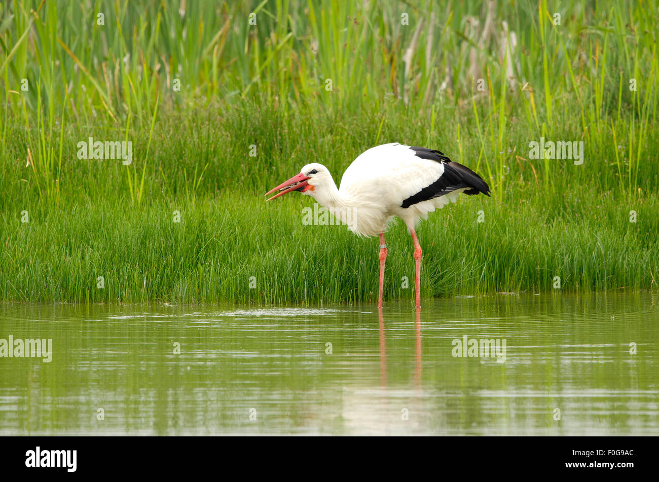 stork fishing and eat a frog Stock Photo - Alamy