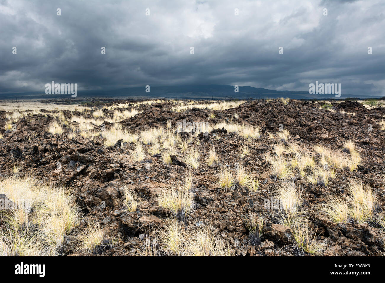 Lava rock and vegetation hi-res stock photography and images - Alamy
