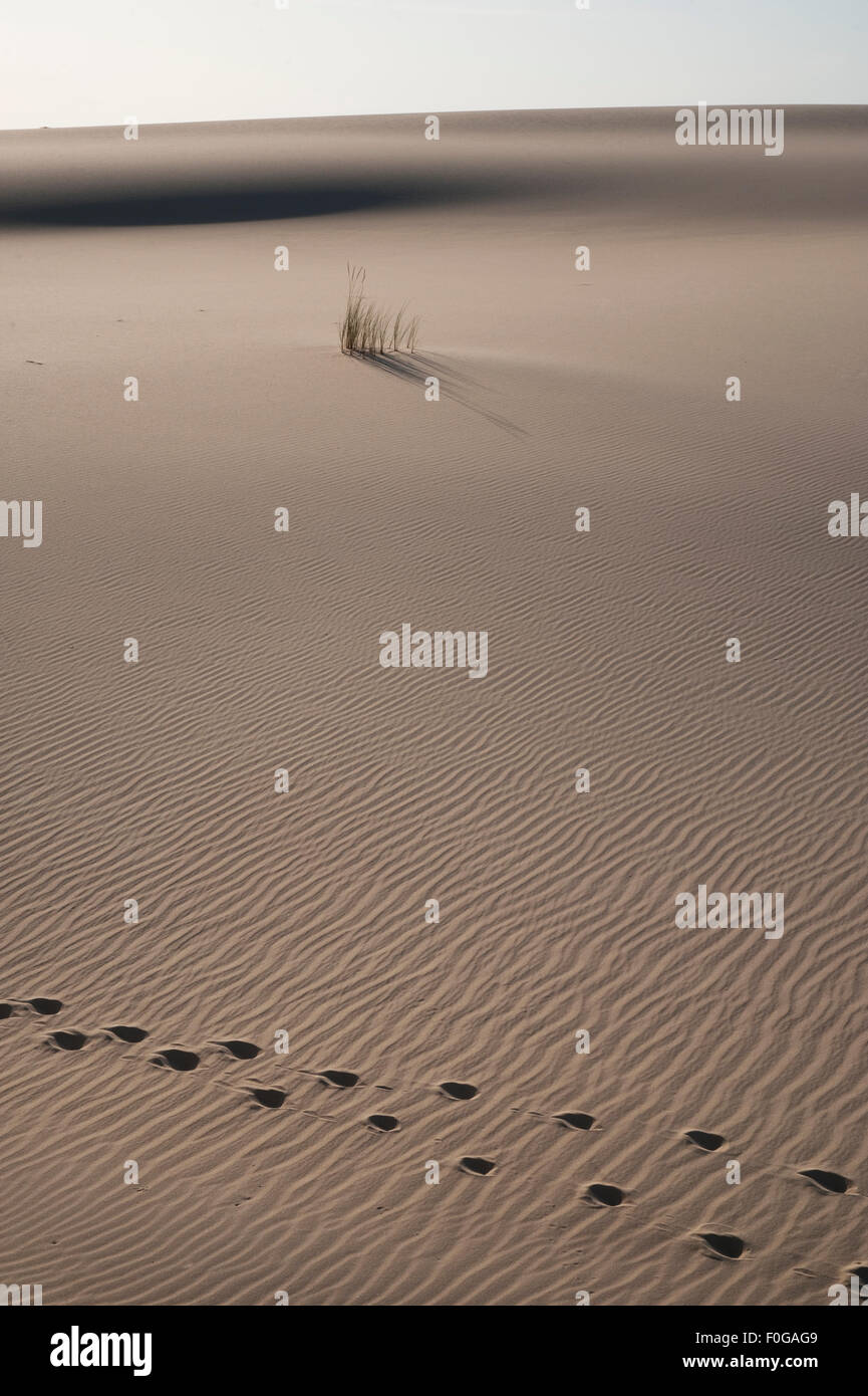 Red deer (Cervus elaphus) tracks and Marram Grass (Ammophila arenaria ...
