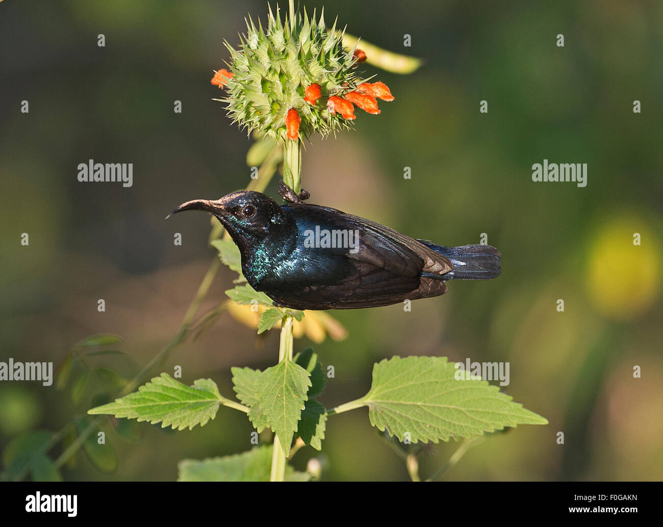 The image was shot in Yala national park in Sri Lanka Stock Photo - Alamy