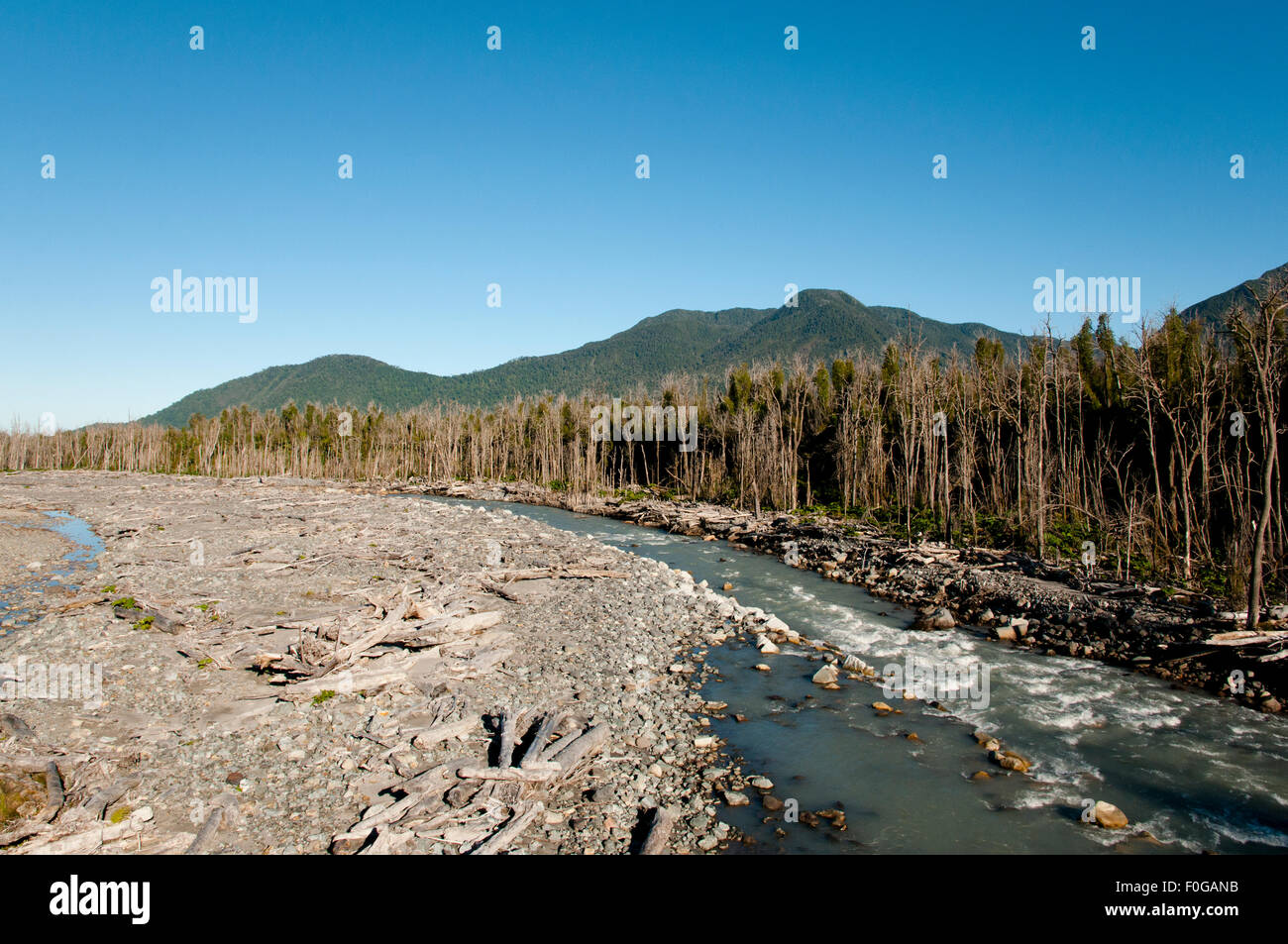 Dead Trees from Eruption of Chaiten Volcano - Chile Stock Photo - Alamy