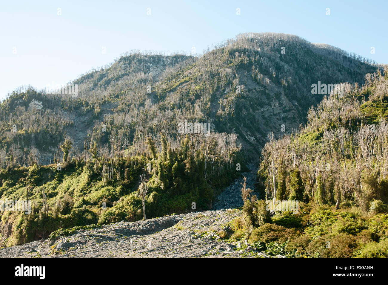 Dead Trees from Eruption of Chaiten Volcano - Chile Stock Photo - Alamy