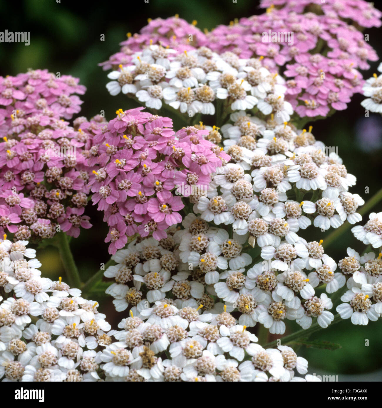 Schafgarbe, Achillea, millefolium Stock Photo - Alamy