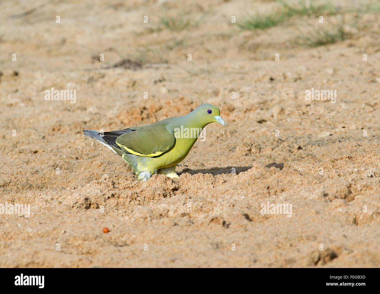 The image was shot in Yala national park in Sri Lanka Stock Photo - Alamy