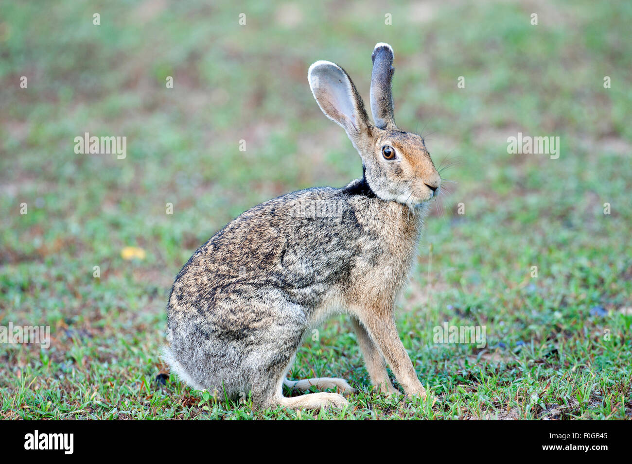 The image was shot in Yala national park in Sri Lanka Stock Photo - Alamy