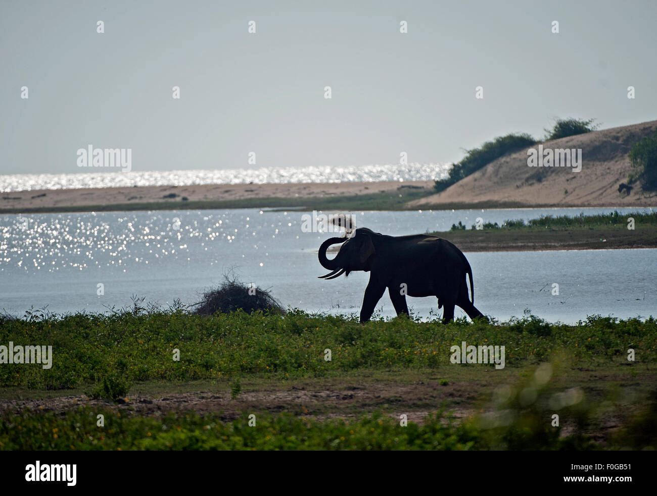 Yala national park hi-res stock photography and images - Alamy