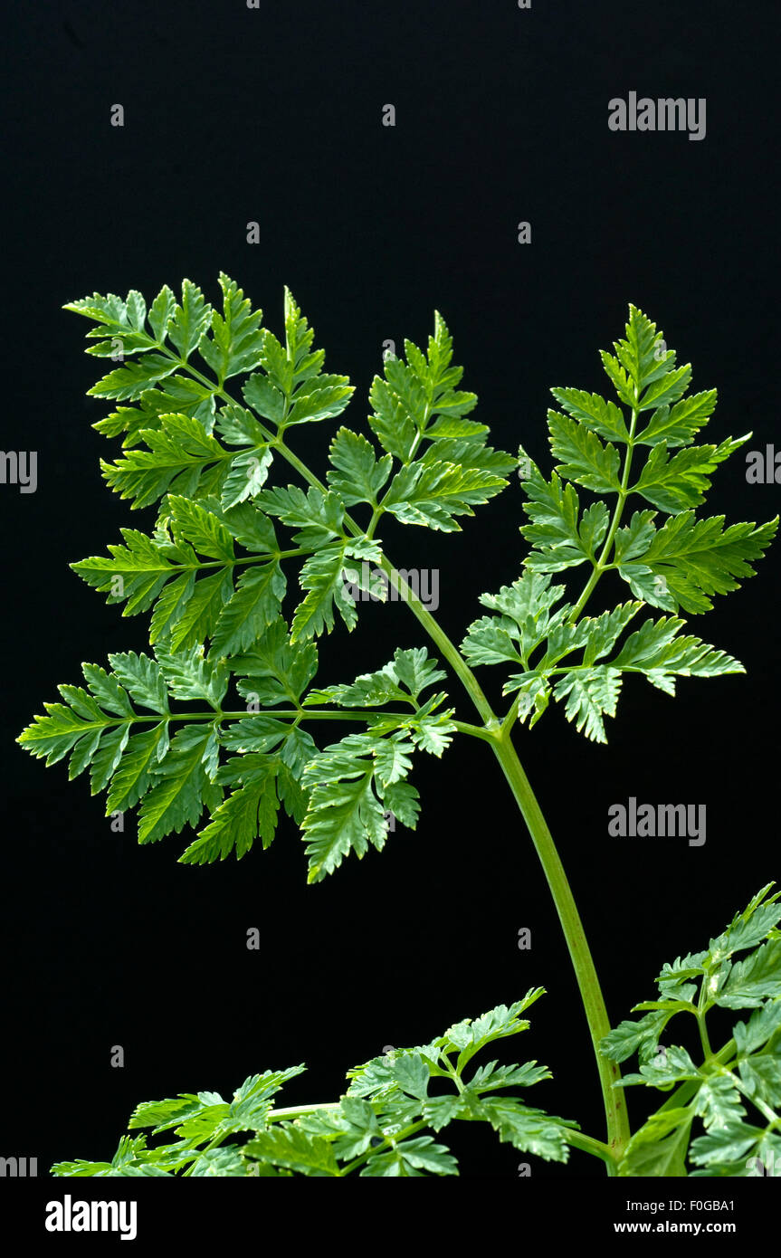 Schierling hi-res stock photography and images - Alamy