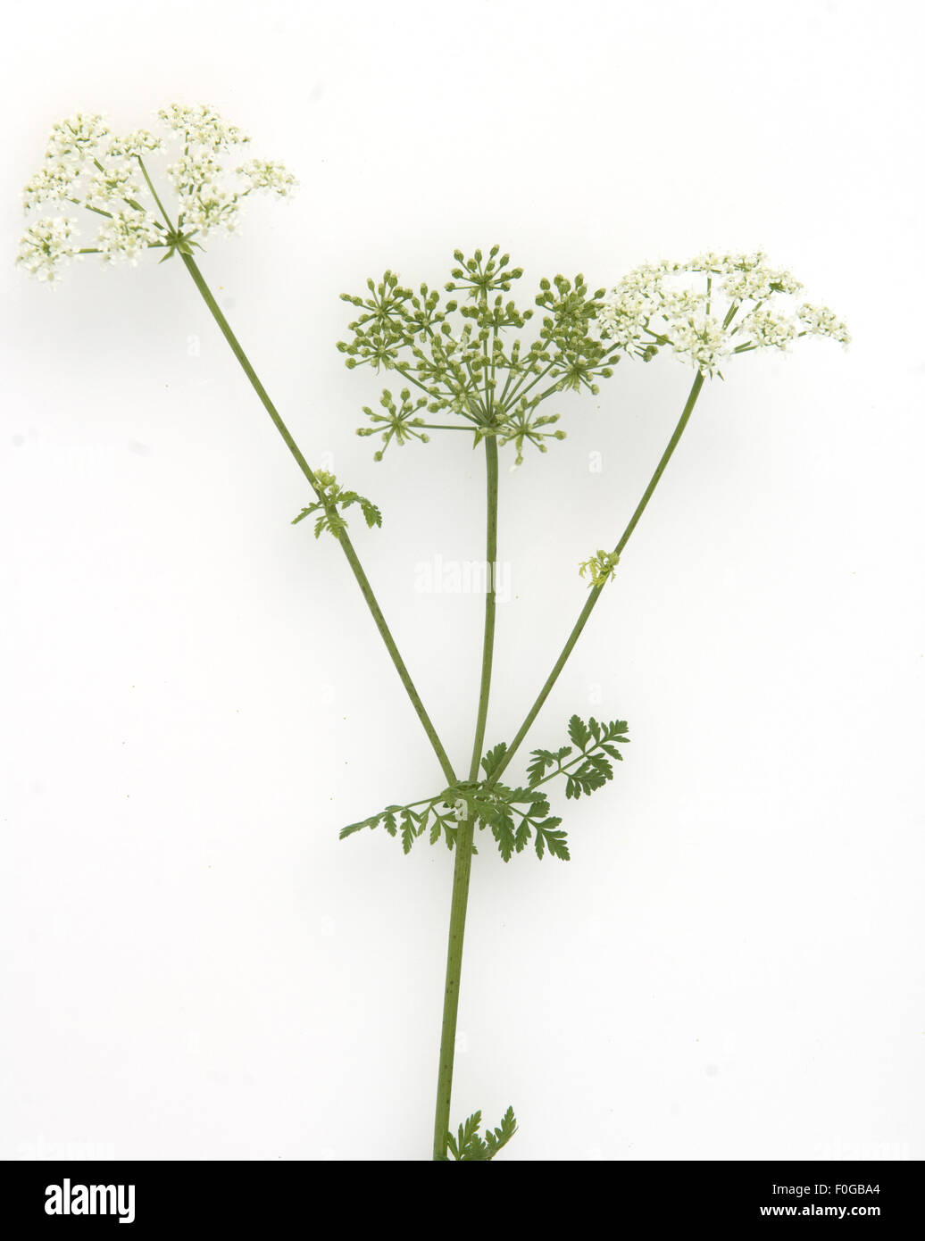 Schierling hi-res stock photography and images - Alamy