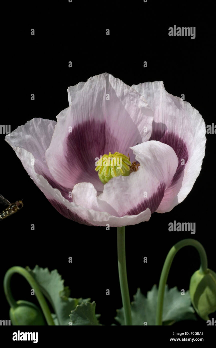 Schlafmohn, Papaver, somniferum, Rauschmittel Stock Photo - Alamy