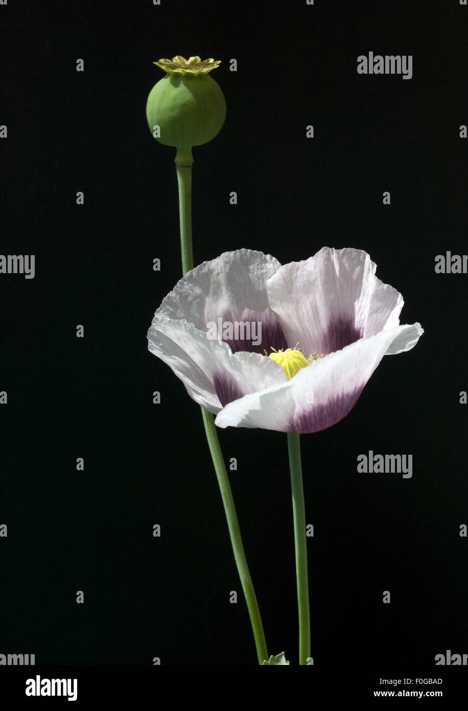 Schlafmohn, Papaver, somniferum, Rauschmittel Stock Photo - Alamy