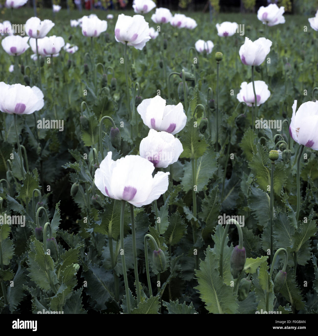 Schlafmohn, Papaver, somniferum, Rauschmittel Stock Photo - Alamy