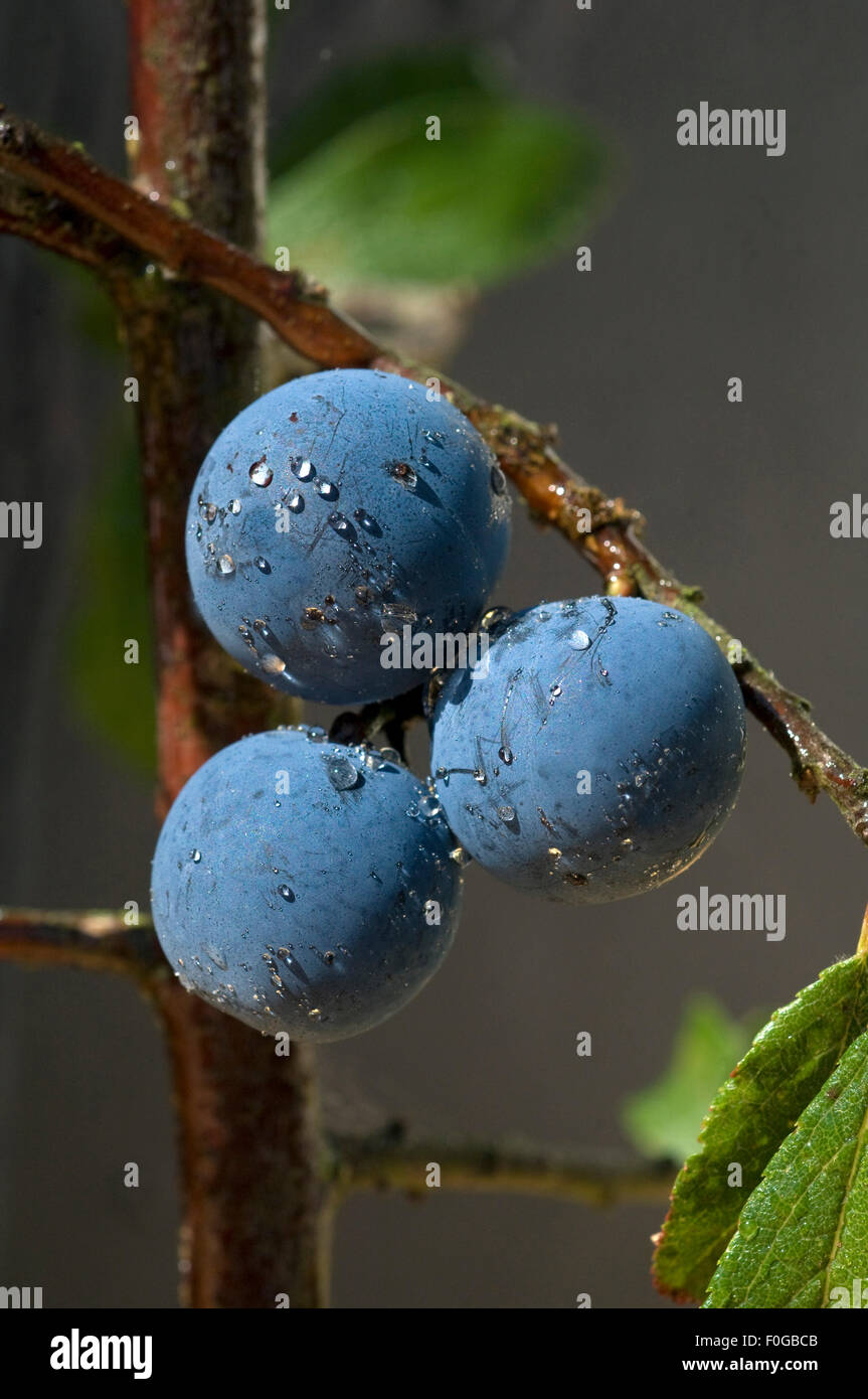 Schlehen hi-res stock photography and images - Alamy