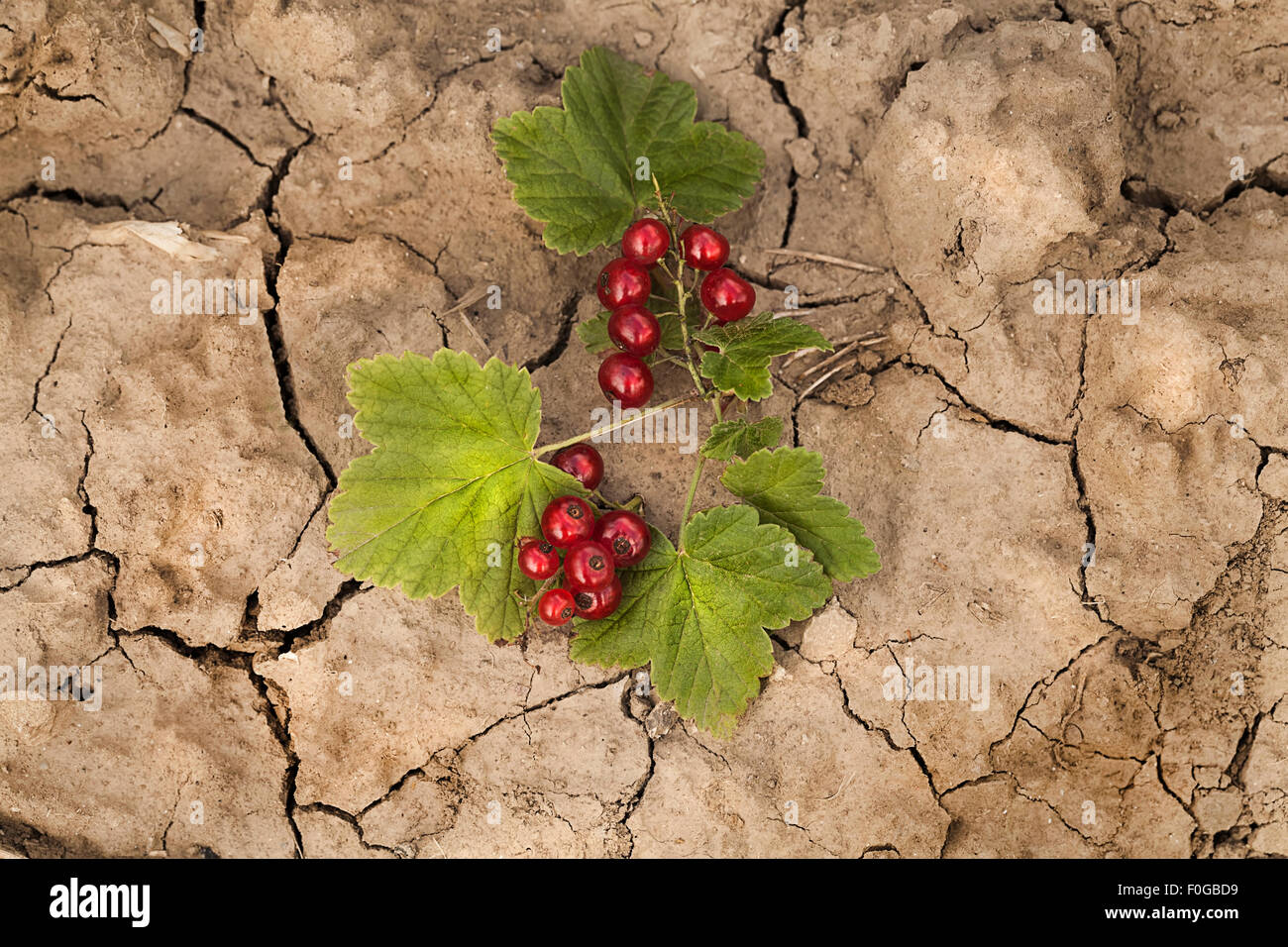 Red stem currant on the soil Stock Photo - Alamy