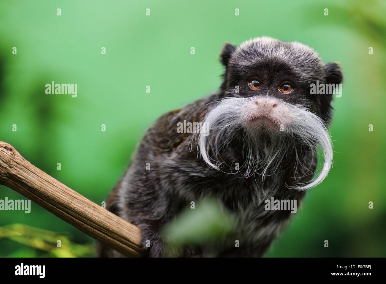 Mustache Monkey From Rio 2