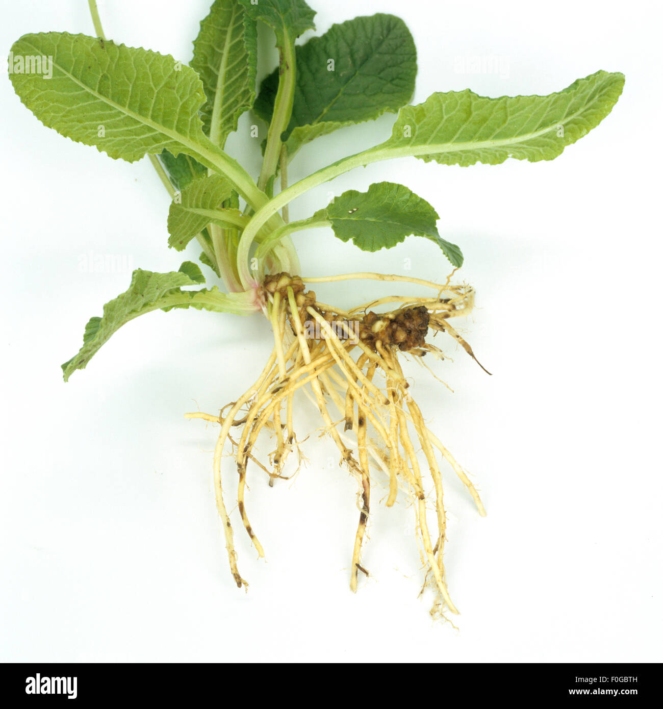 Schluesselblume, Primula veris, Wurzel Stock Photo - Alamy