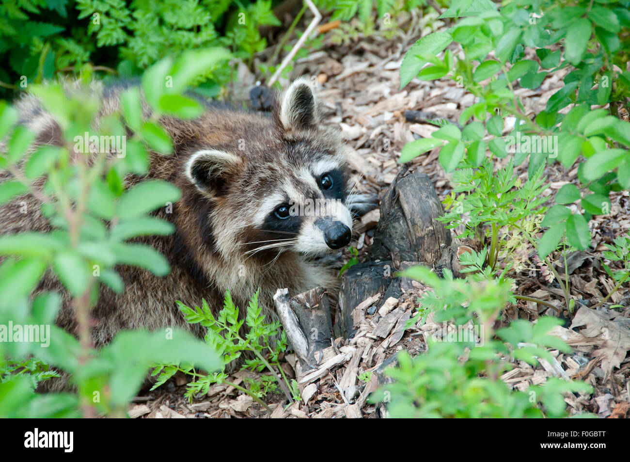 Sitting Raccoon - Montreal - Canada Stock Photo - Alamy