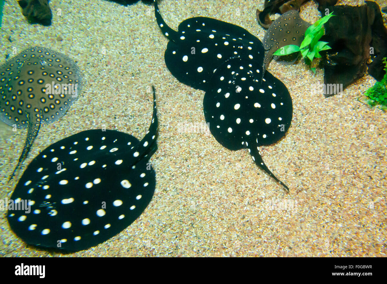 Black Diamond Stingrays Stock Photo - Alamy