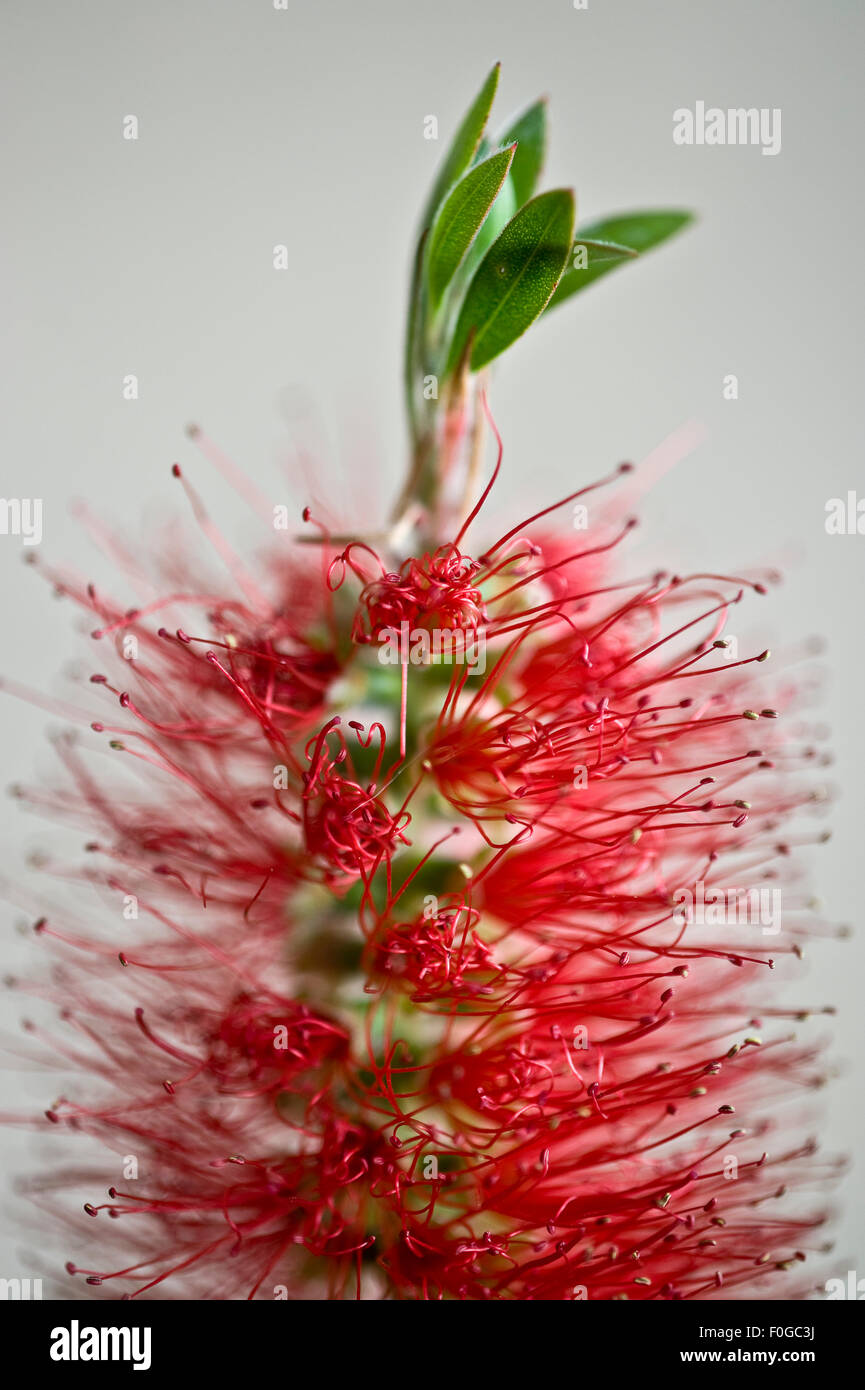 Weeping bottlebrush (Callistemon viminalis) flower, Madeira, March 2009 ...