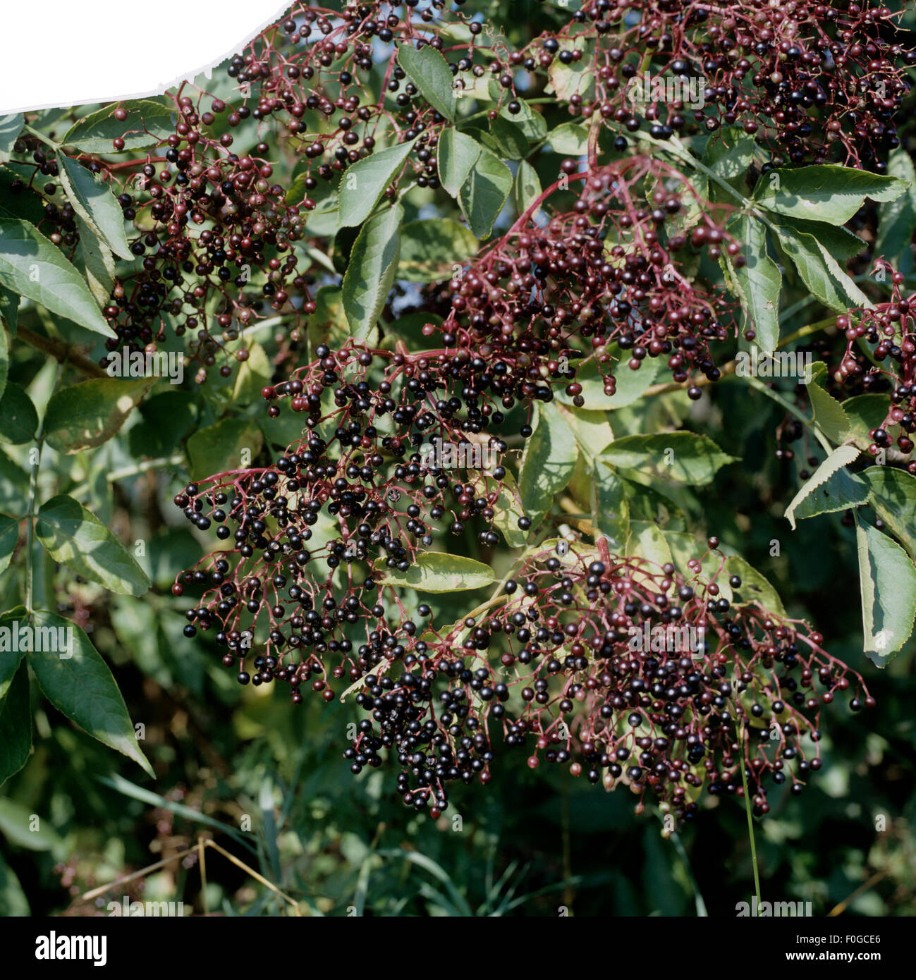 Holunderbeere, Sambucus nigra, Heilpflanzen Stock Photo - Alamy
