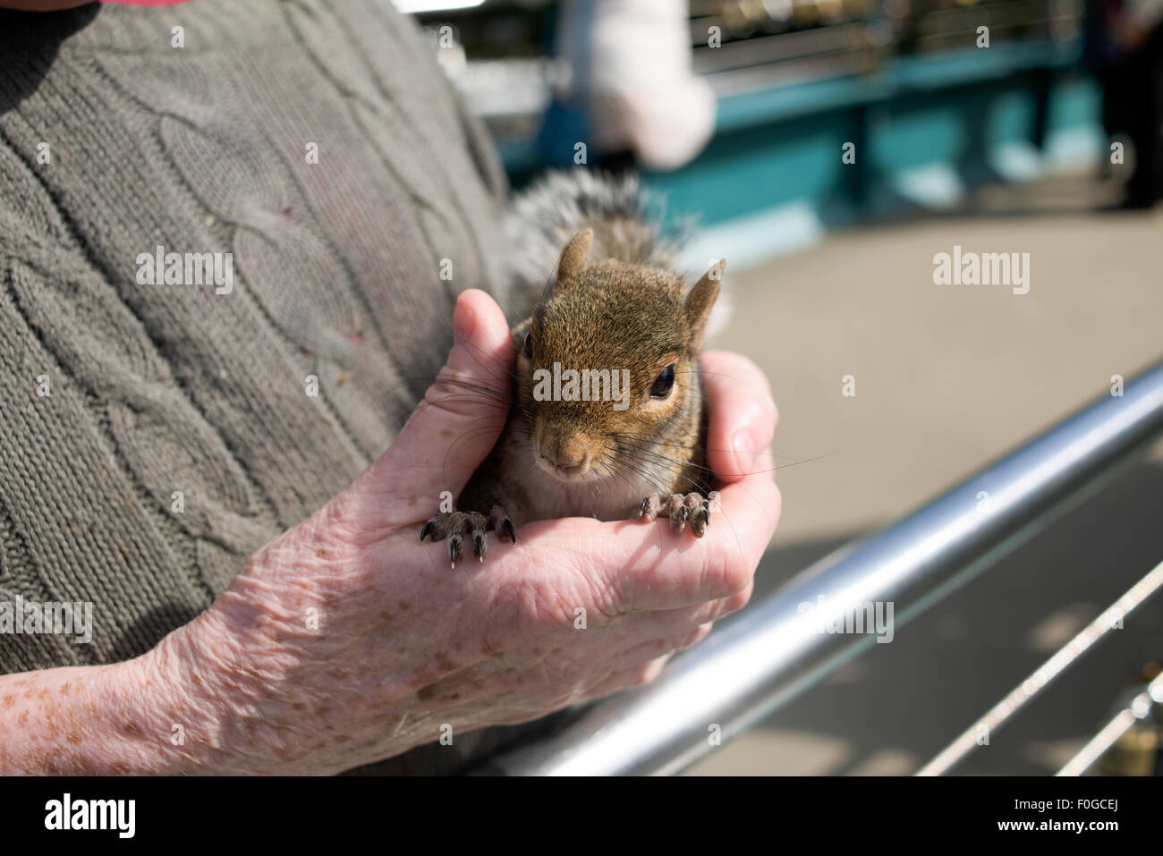 Man holding squirrel hi-res stock photography and images - Alamy