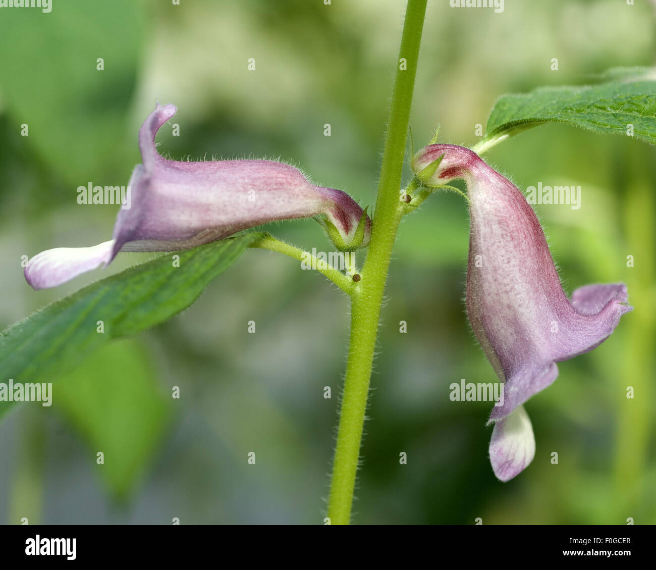 Sesam, Sesamum indicum, Bluete Stock Photo - Alamy