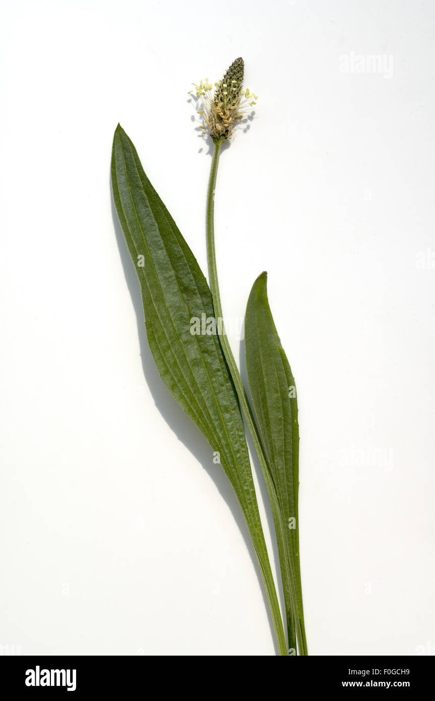 Spitzwegerich, Plantago Lanceolata Stock Photo - Alamy