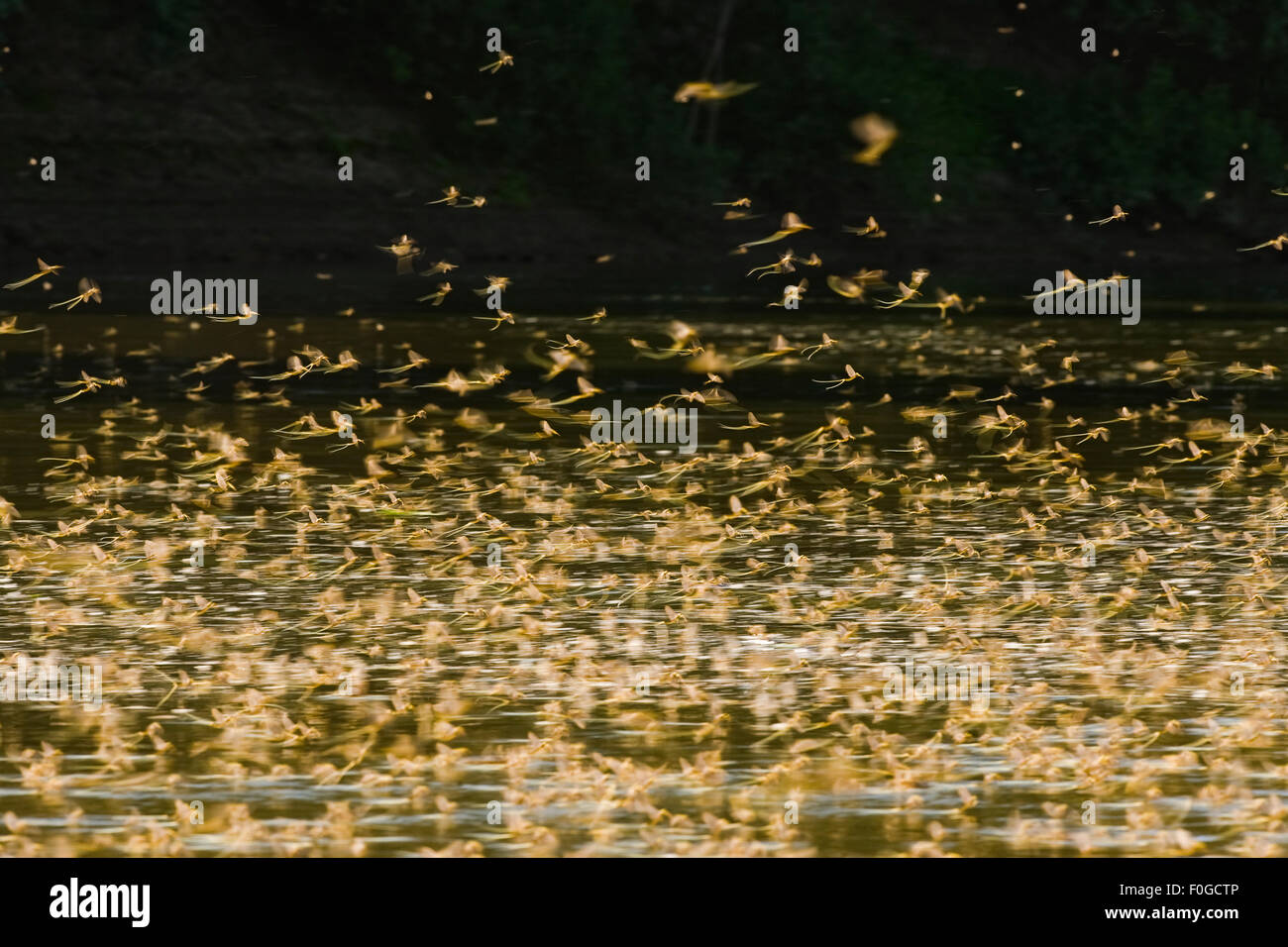 Palingenia hi-res stock photography and images - Alamy