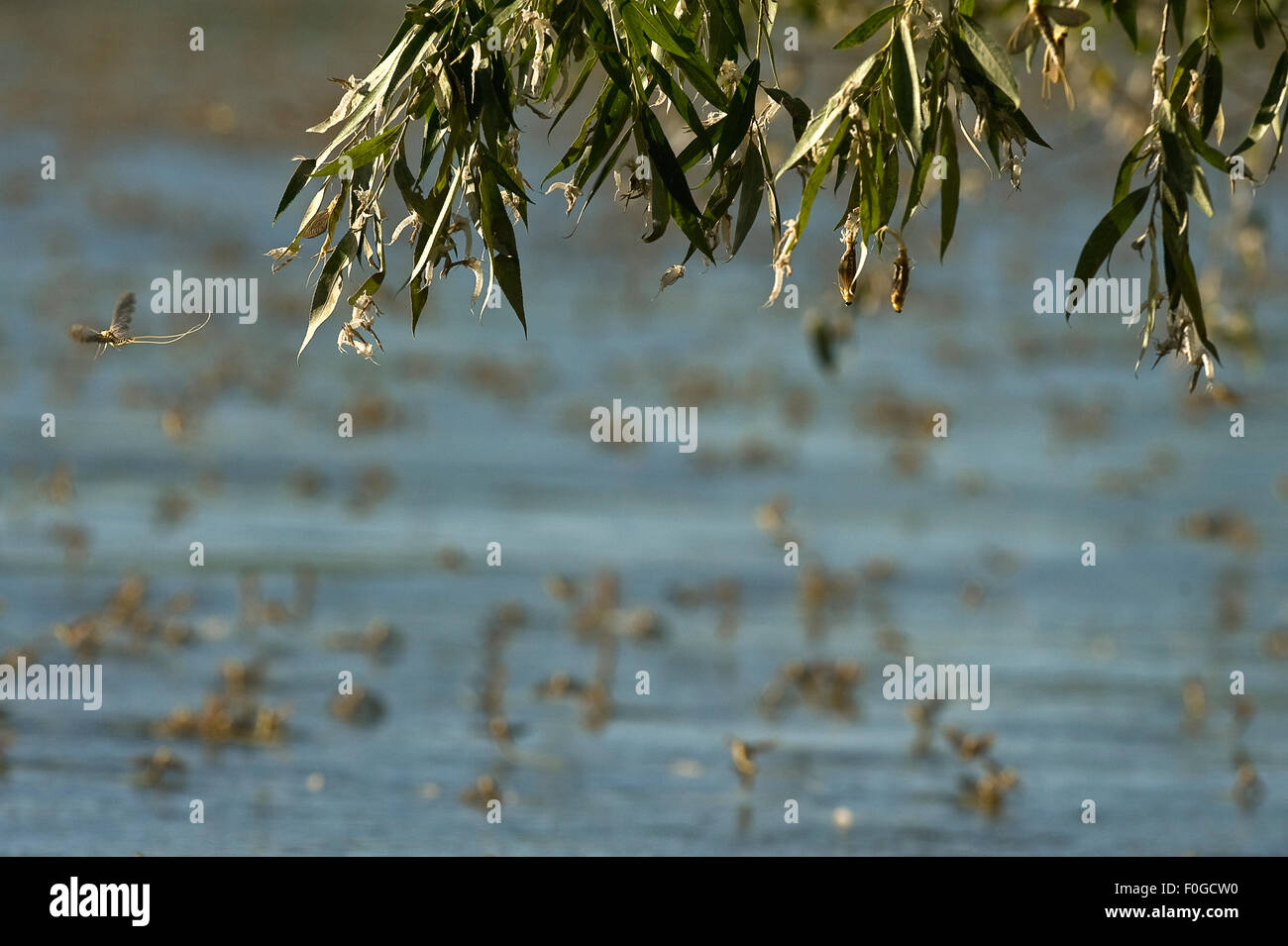 Tisza mayflies (Palingenia longicauda) emerging after moulting on ...