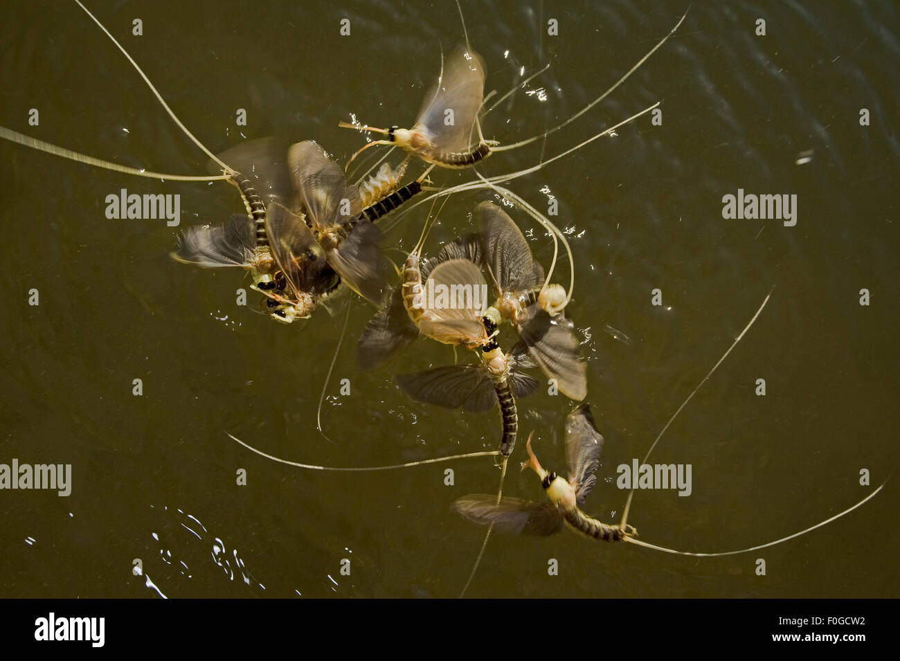 Tisza mayflies (Palingenia longicauda) swarming, Tisza river, Hungary ...