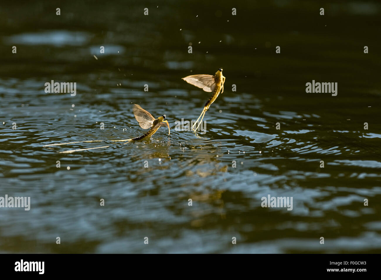 Two Tisza mayflies (Palingenia longicauda) taking off from the Tisza ...