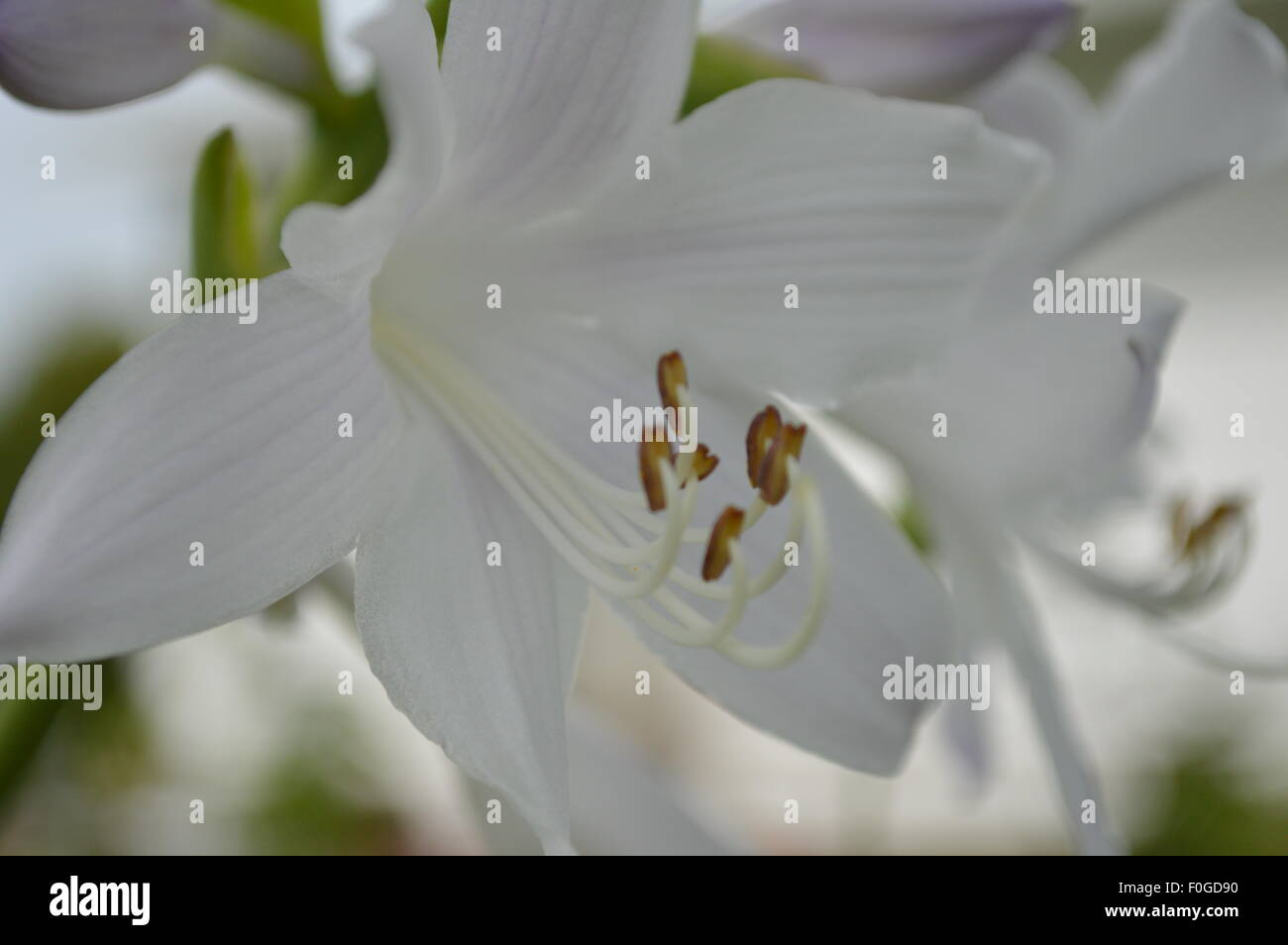 White hosta flower Stock Photo - Alamy