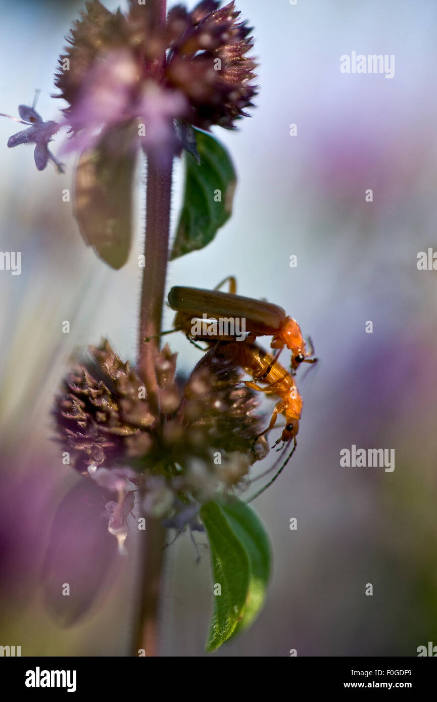 Soldier beetles (Cantharis fusca) mating on Pennyroyal (Mentha pulegium ...